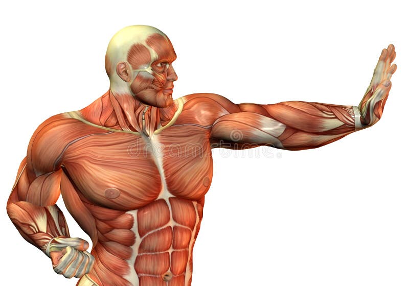 Muscle Body Builder in Fighting Pose Stock Illustration - Illustration ...