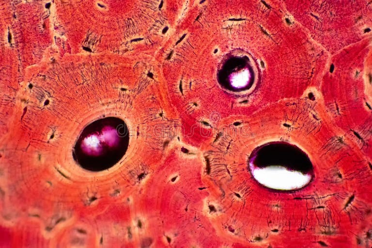 Histology of Human Compact Bone Tissue Under Microscope View for ...