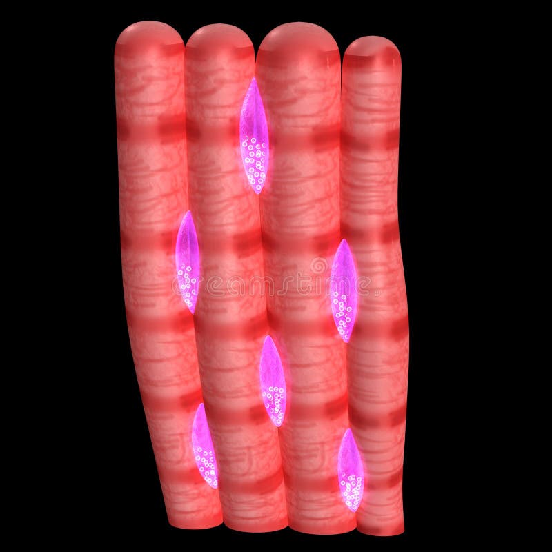 Muscle cardiaque illustration stock. Illustration du médecine - 44790222