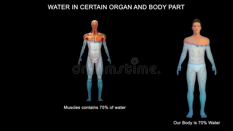 Percentage of Water Contains in Our Muscles Stock Illustration ...