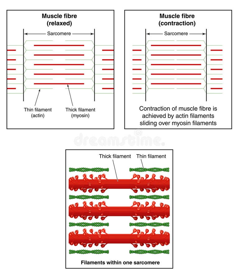 Muscle Contraction Stock Illustrations – 2,584 Muscle Contraction Stock ...