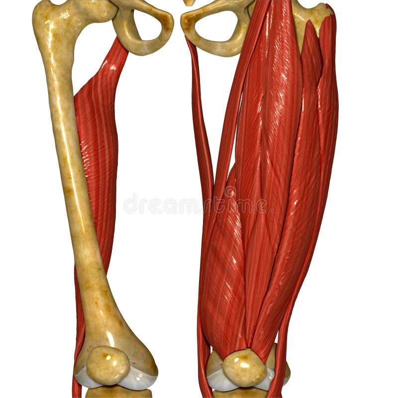 Muscle de cuisse illustration stock. Illustration du cuisse - 55592706