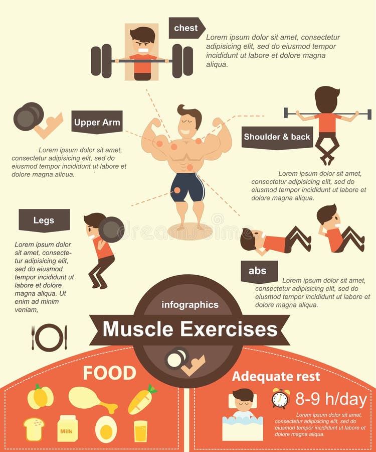 Muscle Exercises Infographics Stock Illustration - Illustration of ...