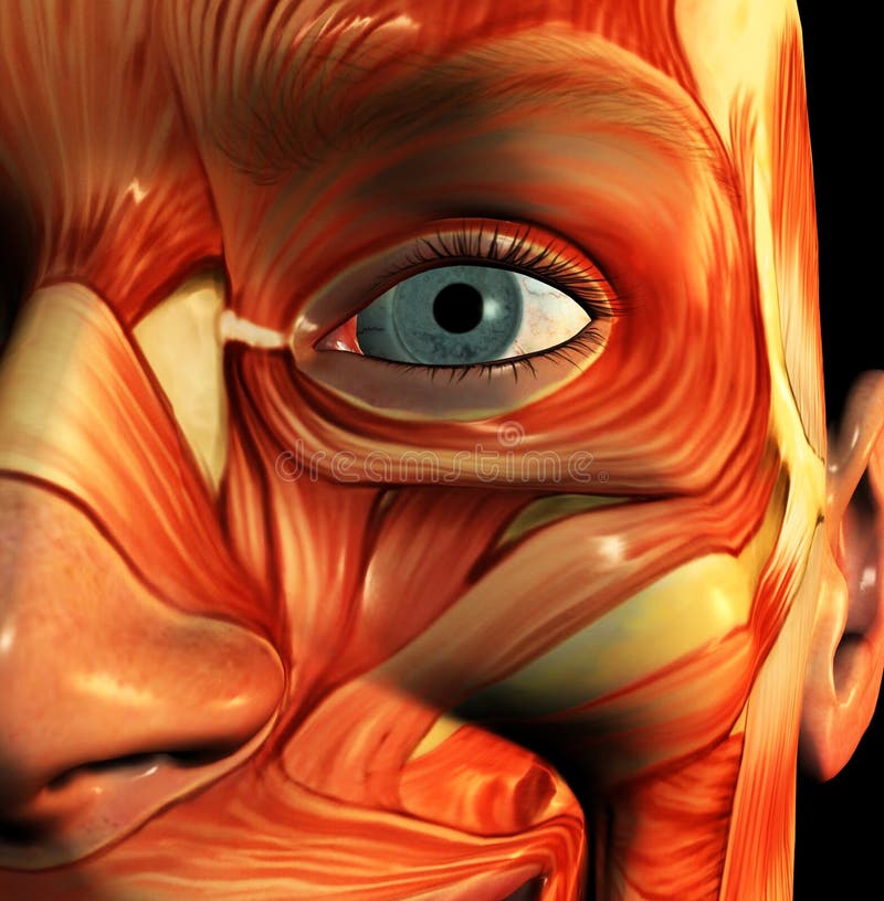 Muscle Man S Face Front View Stock Illustration - Illustration of poser ...