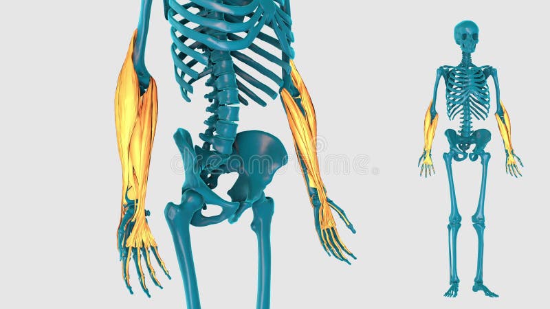 Muscle of Forearm - 3D Model Stock Footage - Video of anterior, faciae ...