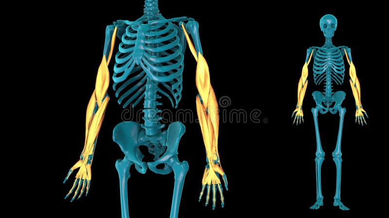 Muscle of Free Upper Limb - 3D Model Stock Video - Video of cervical ...