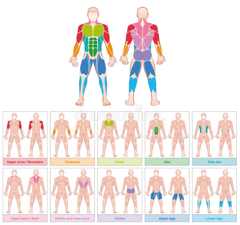 0+ Highlighted biceps muscle Free Stock Photos - StockFreeImages