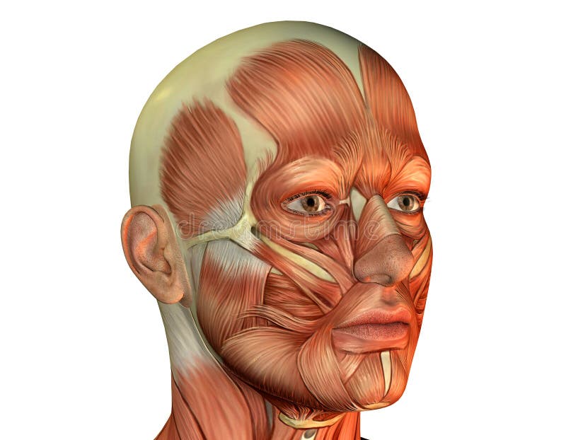 Muscle head man stock illustration. Illustration of human - 14309010