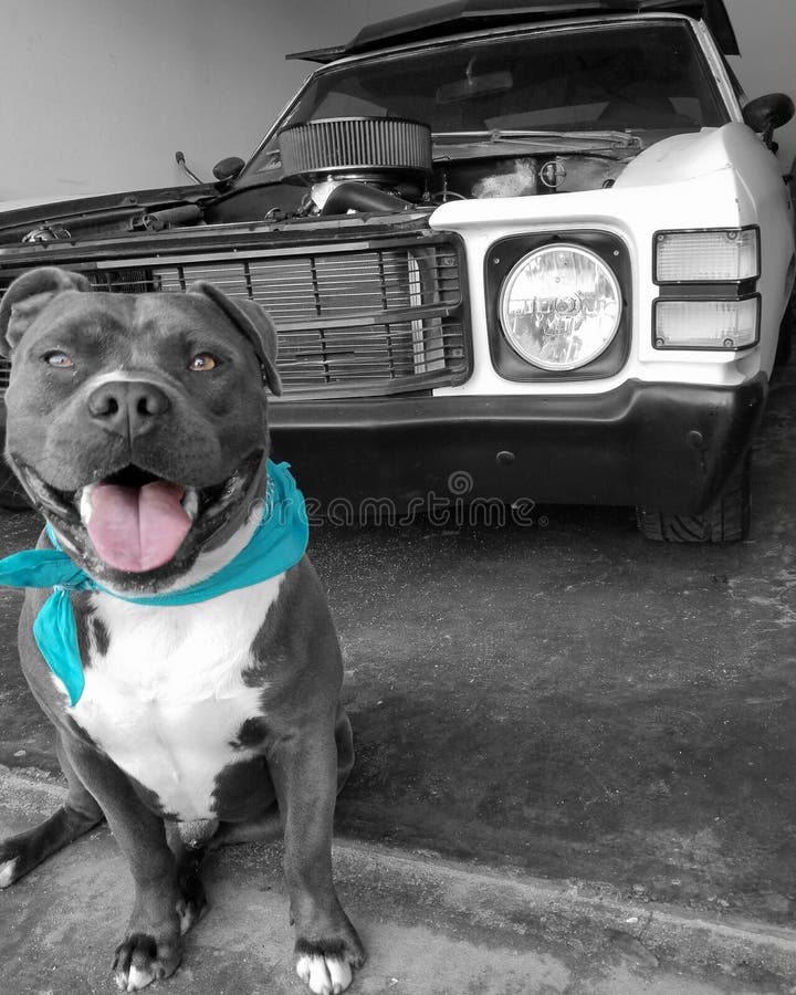 MUSCLE stock photo. Image of puppy, backround, rods - 125870694