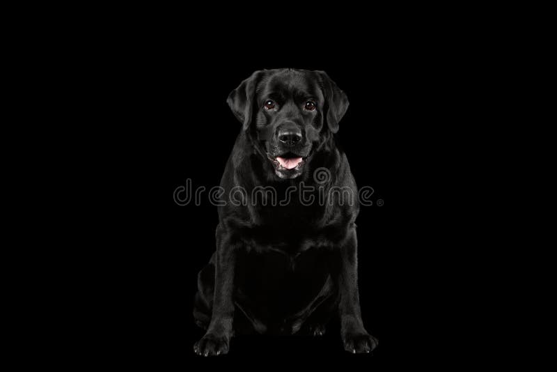 Muscle Labrador Dog Sitting in Front View, Isolated on Black Stock ...