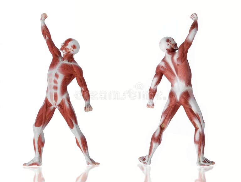 Muscle man anatomy stock image. Image of anatomical, back - 1246521