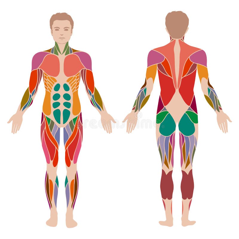 Anatomy of Male Muscular System, Exercise and Muscle Guide. Stock ...