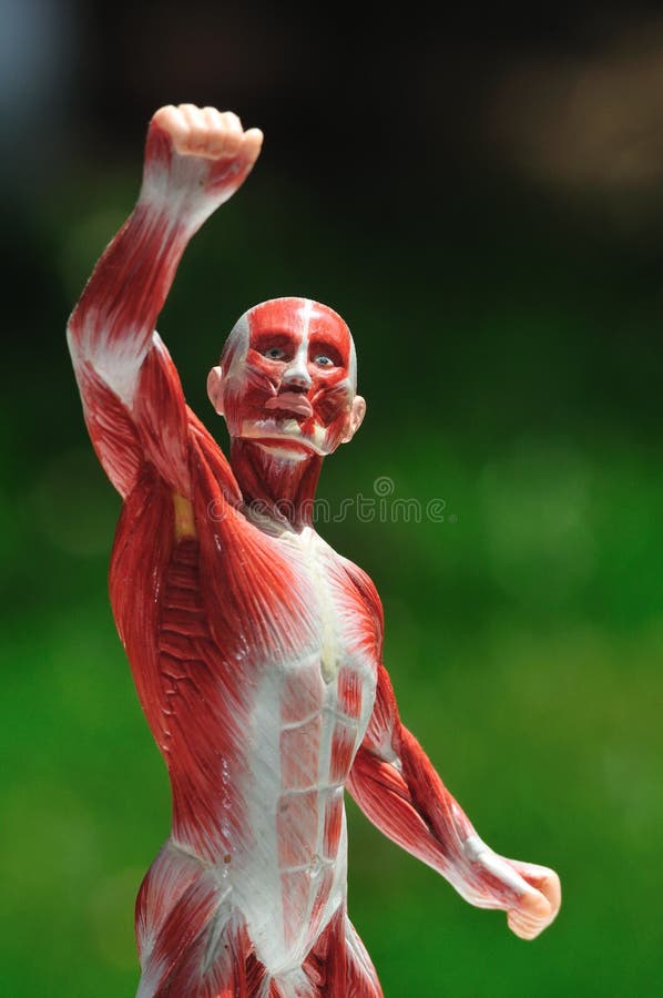 Muscles stock image. Image of flexed, strength, education - 7354363