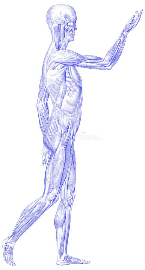 Muscle-man side stock illustration. Illustration of vitamin - 20296229