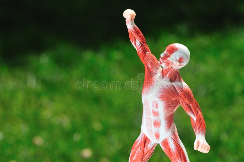 Muscles stock image. Image of flexed, strength, education - 7354363
