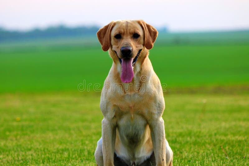 Muscle Labrador Dog Sitting in Front View, Isolated on Black Stock ...
