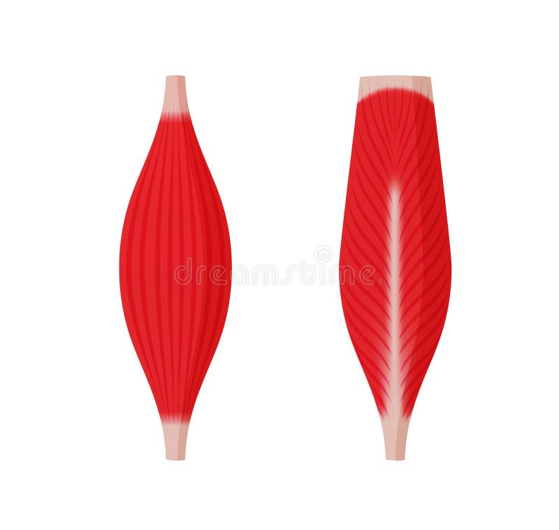 Muscle Shape Illustration ( Fusiform Muscle and Bipennate Muscle Stock ...