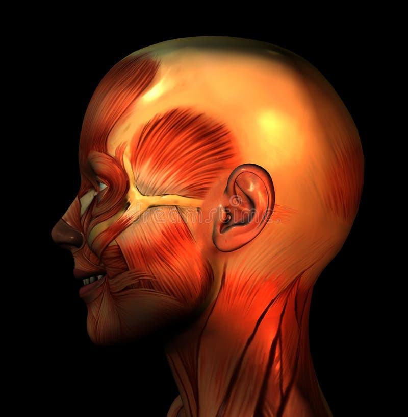 Human Anatomy - Muscles of the Face Stock Illustration - Illustration ...