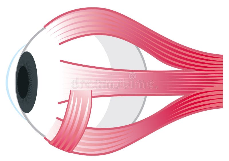 Muscle Structure of the Eye Stock Vector - Illustration of human, iris ...