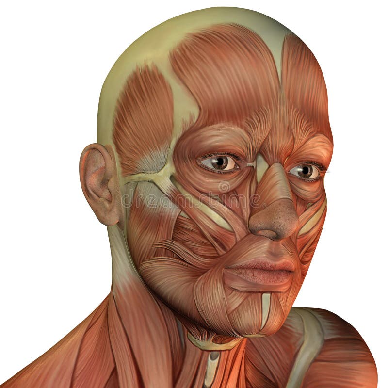 Muscle Structure of Male Head Stock Illustration - Illustration of ...