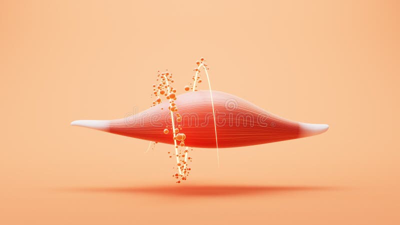 Muscle Structure, Medical Concept Visualization, 3d Rendering Stock ...