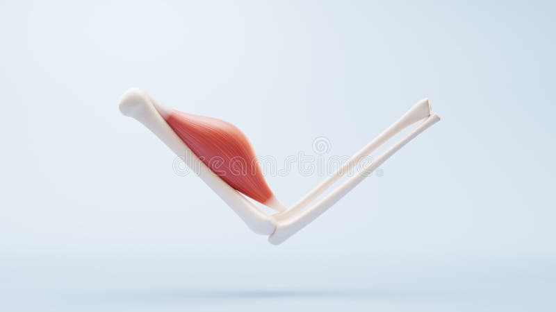 Muscle Structure, Medical Concept Visualization, 3d Rendering Stock ...