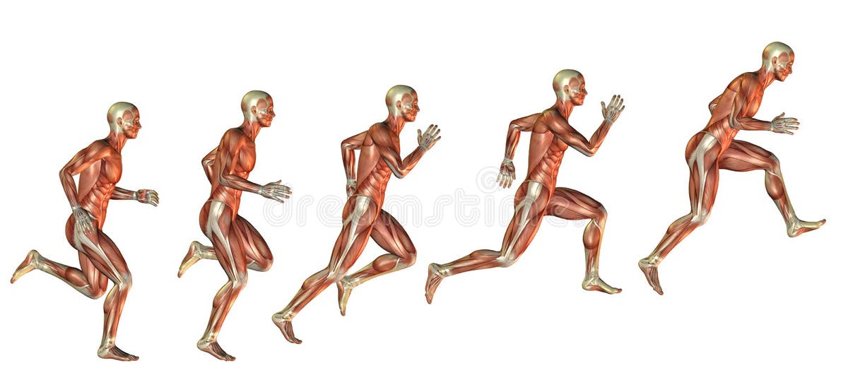 Muscle Man Running Study Stock Illustrations – 50 Muscle Man Running ...
