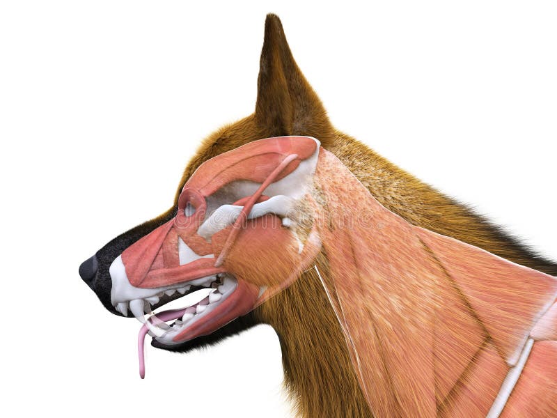 The Muscle System of the Dog Stock Illustration - Illustration of ...