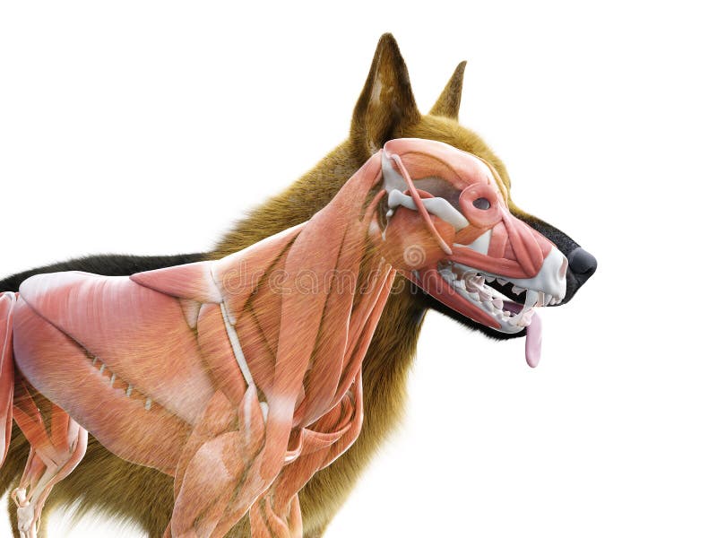 The Muscle System of the Dog Stock Illustration - Illustration of ...