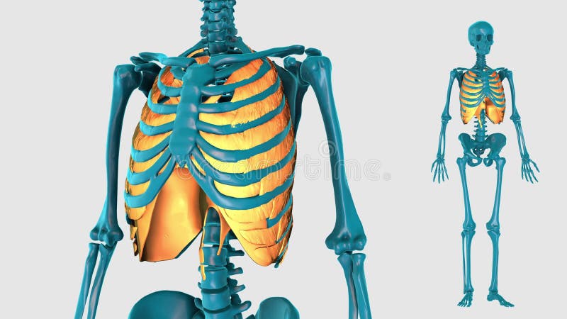 Muscle of Thorax on a White Background - 3D Model Stock Video - Video ...