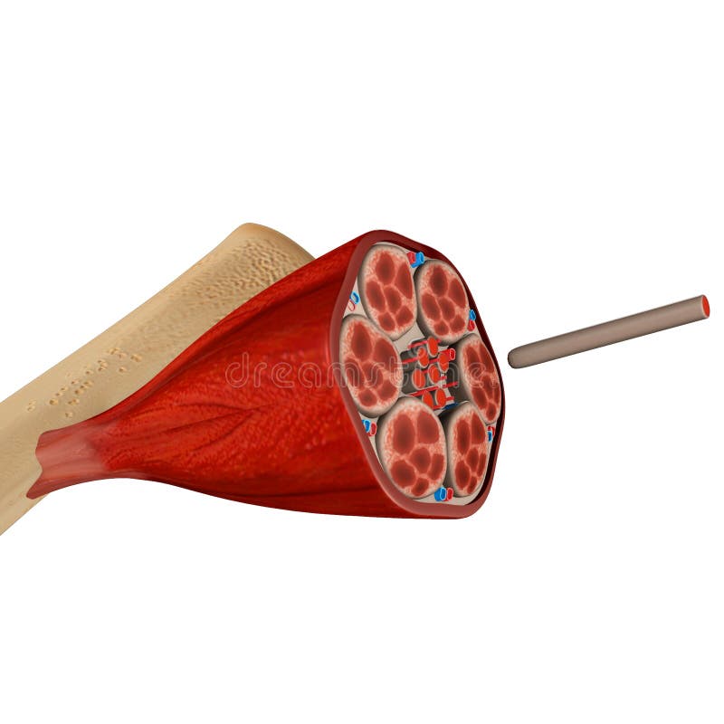 180 Legs Muscles Anatomy Stock Photos - Free & Royalty-Free Stock ...