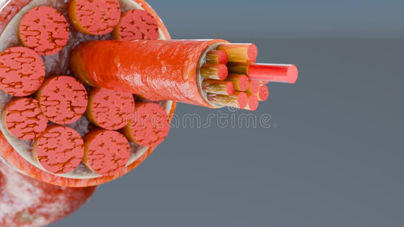 Uscle Type Heart Muscle Cross Section through Muscle with Muscle Fibers ...