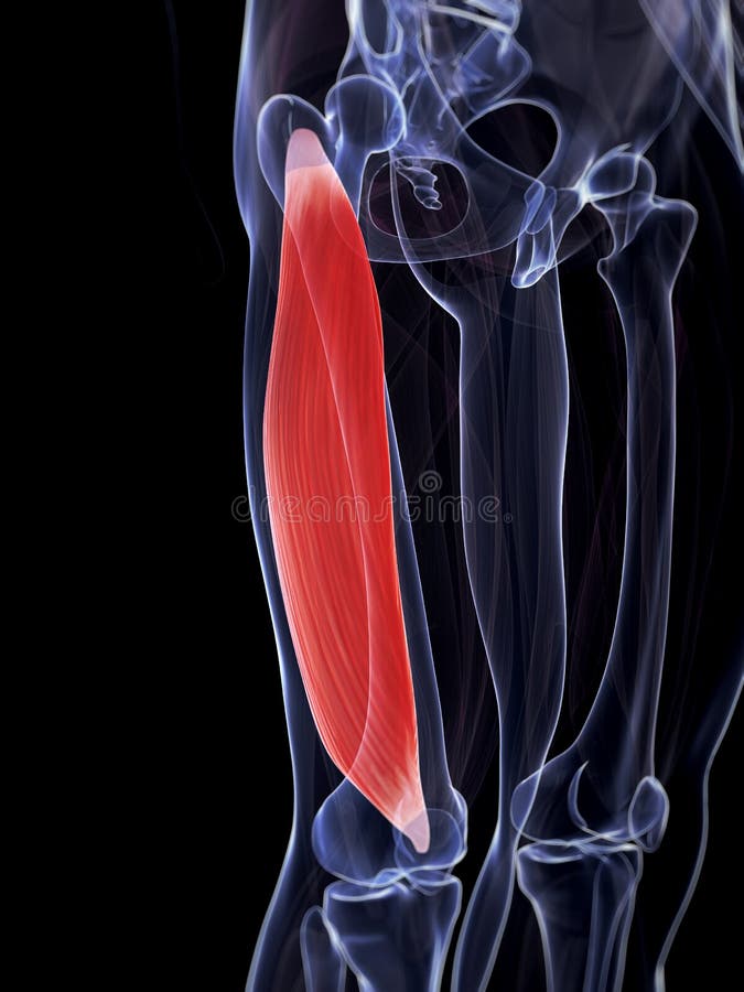 Muscle Vastus De Lateralis - Muscles D'anatomie D'isolement Sur Le ...