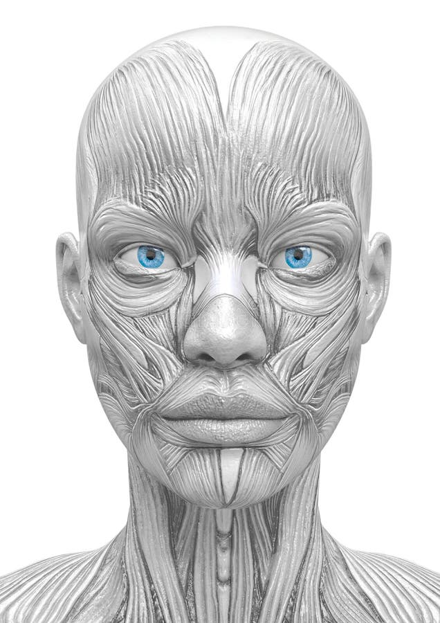 Female Bodybuilding in Muscle Maps in White Background Stock ...