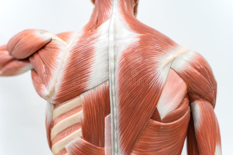 Muscles Of The Shoulder For Anatomy Education Stock Photo - Image of ...