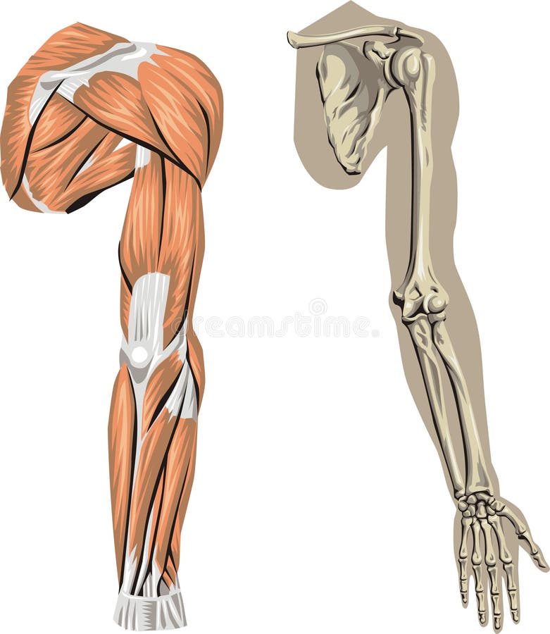 Human Arms Anatomy Diagrams. Stock Illustration - Illustration of ...