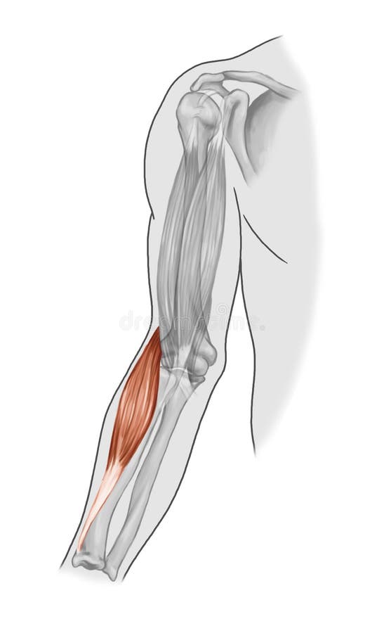 Muscles de Brachioradial illustration stock. Illustration du ...