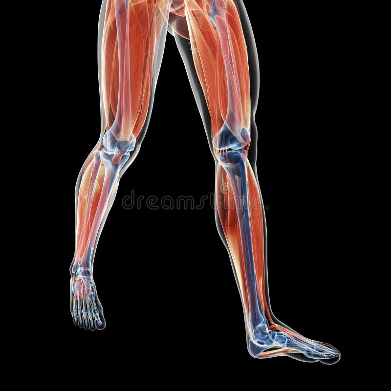 L'os de talon illustration stock. Illustration du illustration - 39762078