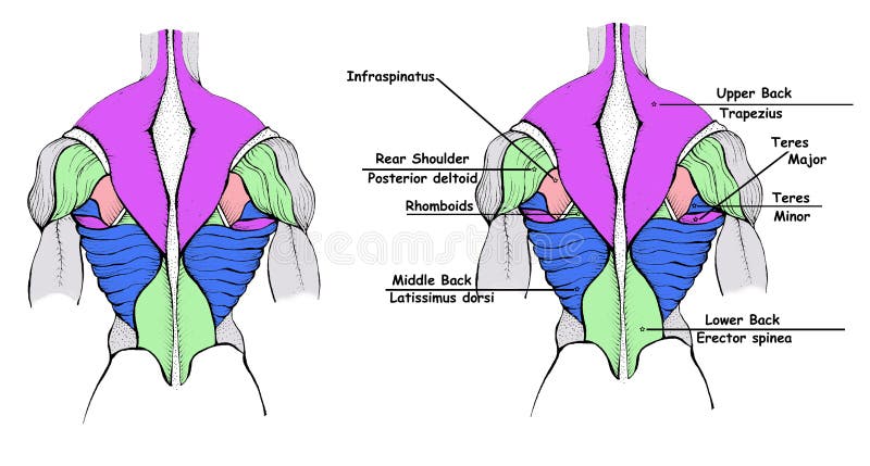 Muscles du dos illustration stock. Illustration du tableau - 28516068