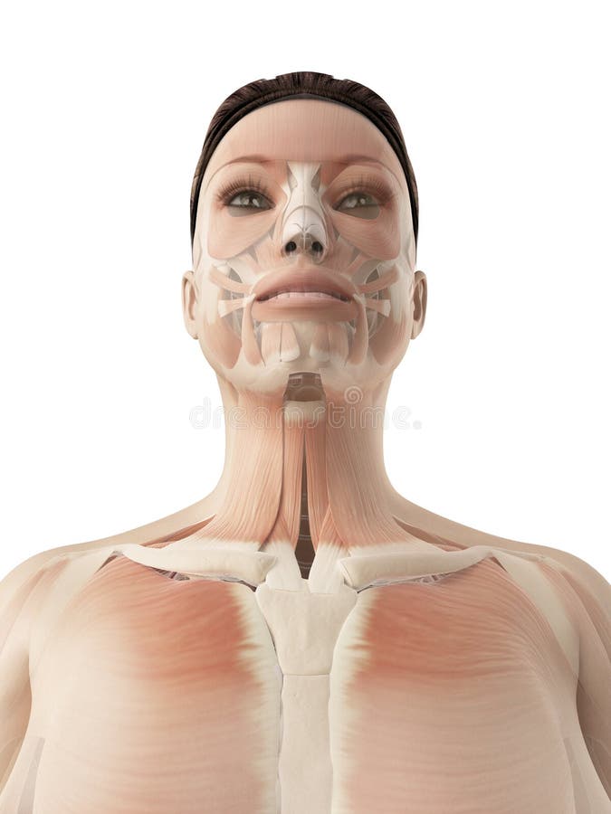 Female facial muscles stock illustration. Illustration of muscles ...