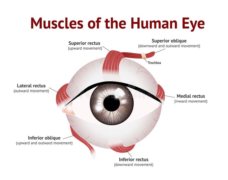 Ophthalmologist Doctor Character Test Eye on Special Device. Oculist ...