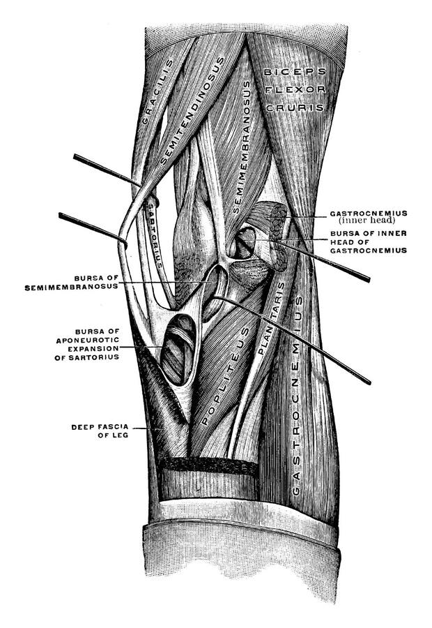 Muscles of Knee, Vintage Illustration Stock Vector - Illustration of ...
