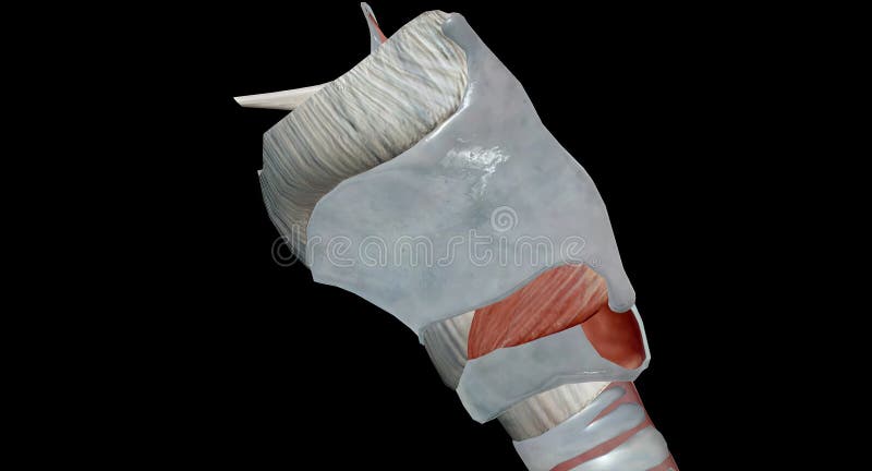 The Extrinsic Muscles Act To Move the Larynx Superiorly and Inferiorly ...