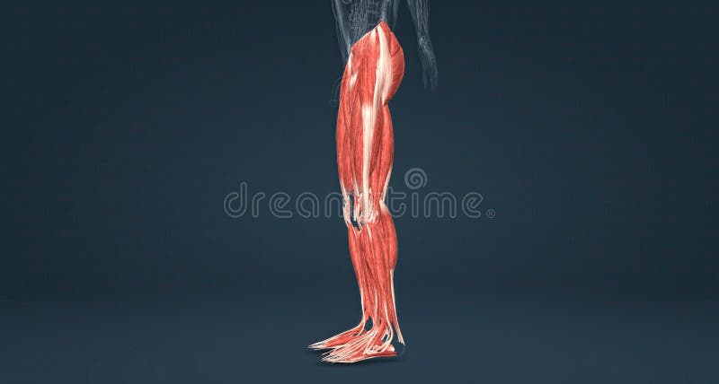 Muscles of the lower limbs stock illustration. Illustration of system ...