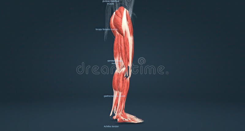 Muscles of the lower limbs stock illustration. Illustration of masseter ...