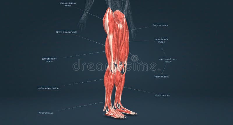 Muscles of the lower limbs stock illustration. Illustration of deltoid ...