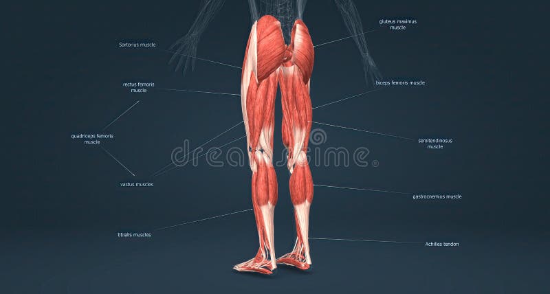 Muscles of the lower limbs stock illustration. Illustration of motion ...