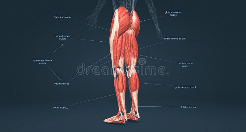 Muscles of the lower limbs stock illustration. Illustration of extensor ...
