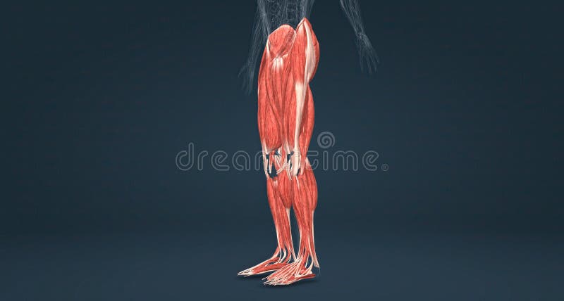 Muscles of the lower limbs stock illustration. Illustration of extensor ...