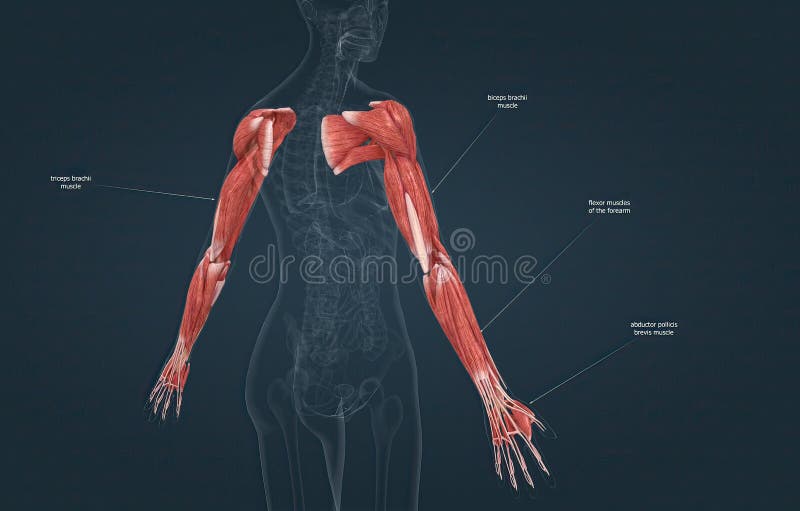 Female the Pectoralis Major, Latissimus Dorsi, Deltoid, and Rotator ...